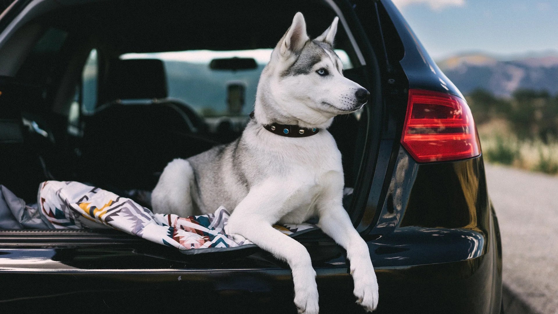 10 Tips for Tailgating with Your Dog